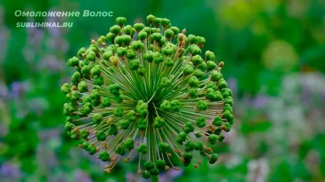Избавление от седины. Омоложение волос. НОВЫЙ саблиминал. Скрытые аффирмации.