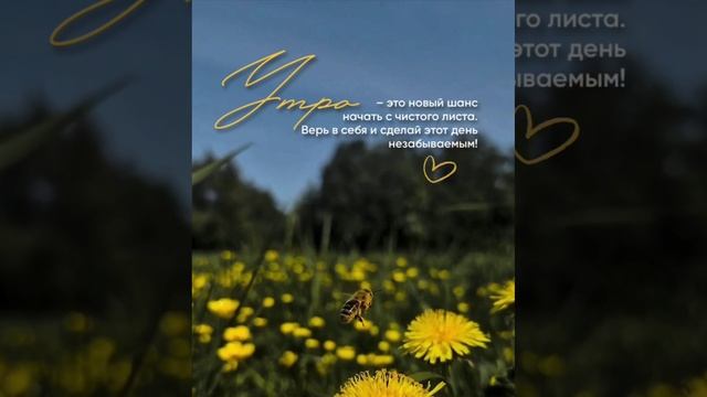 Одуванчики