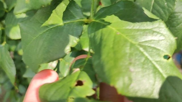 Жизнь на даче, сад, огород!