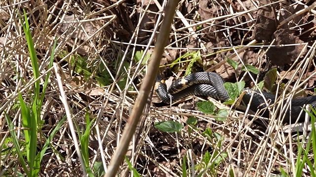 Свадьба ужей