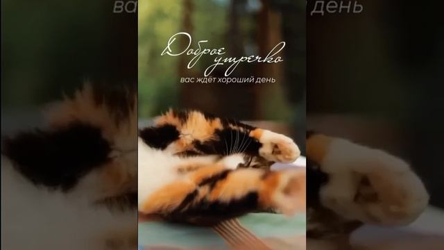 Доброе утро