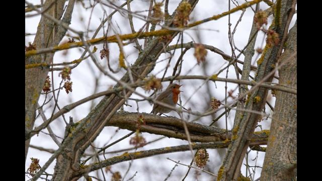 Голос зарянки