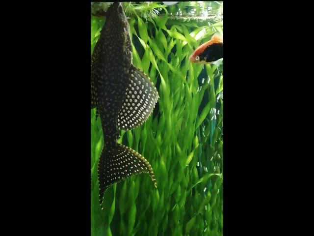 Кормление сома рыбой