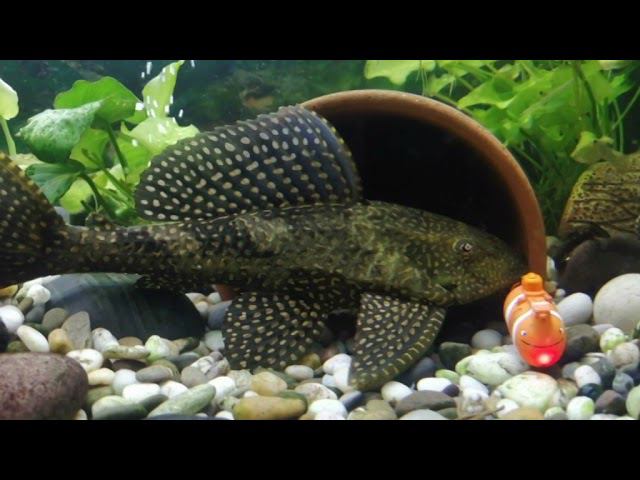 подводная лодка в аквариуме 2