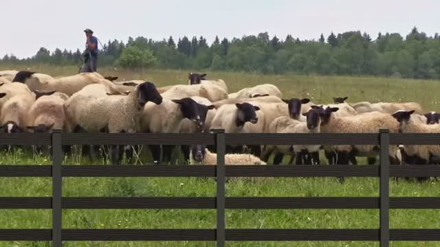 «HILST»  Забор «Ранчо» из ДПК