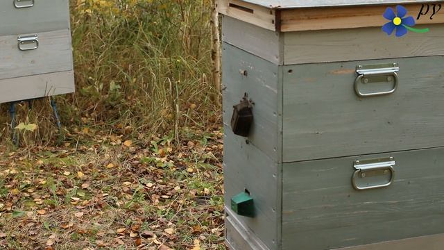 Что такое пчелиные матки F1 и матки F2