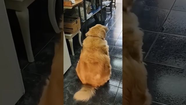 Веселые танцы