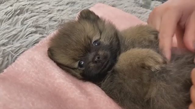 Как вычесывать расчесывать Щенков Шпица.