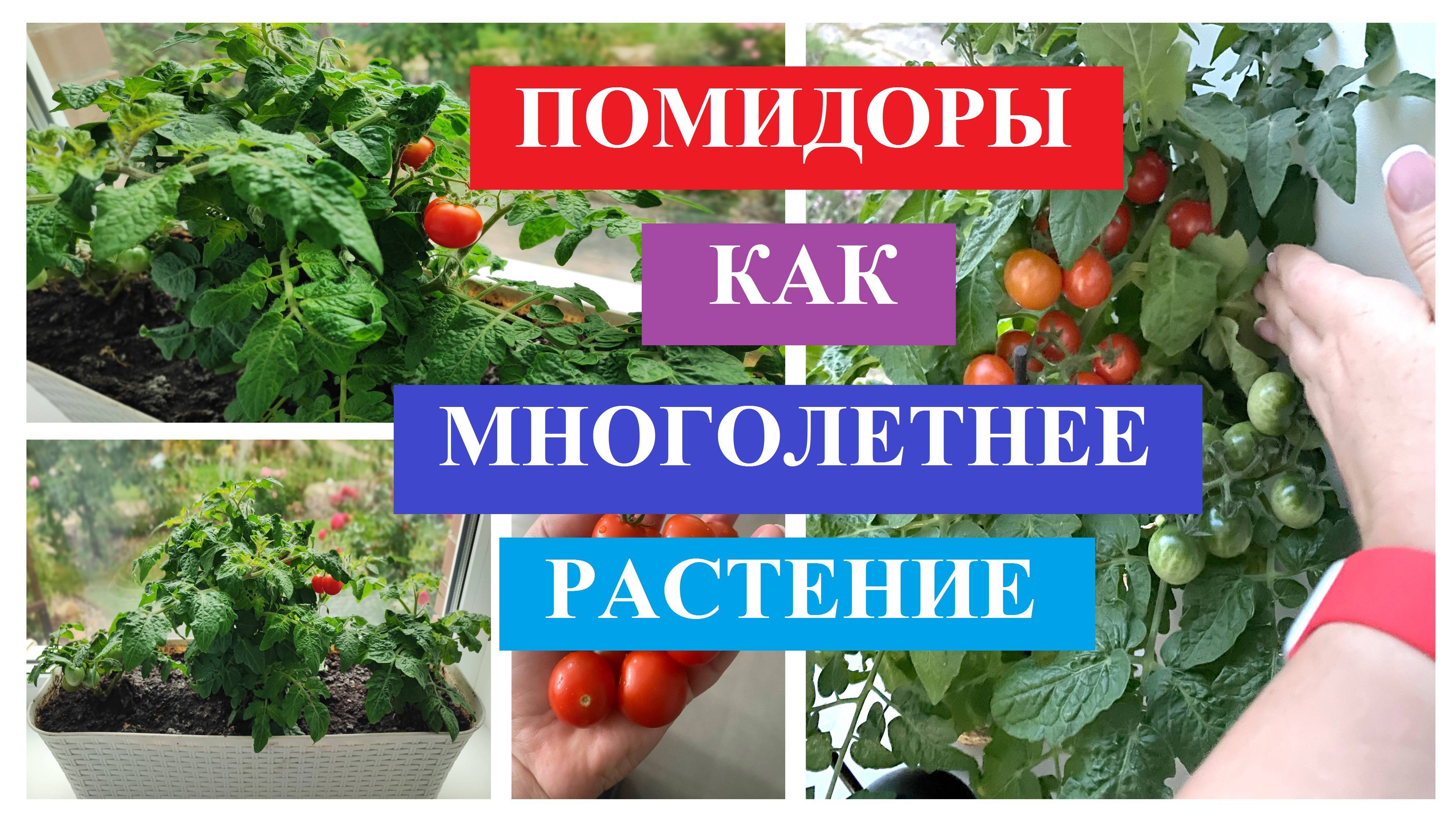 Помидоры как многолетнее растение