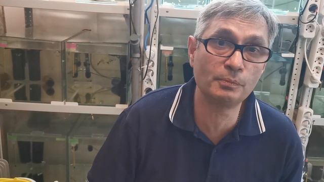 Корм для гуппи. Живая артемия. Часть 2.