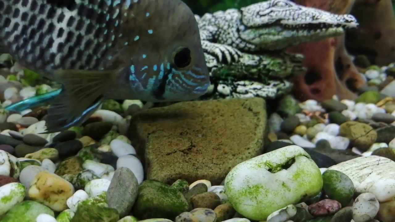 Роды в аквариуме.