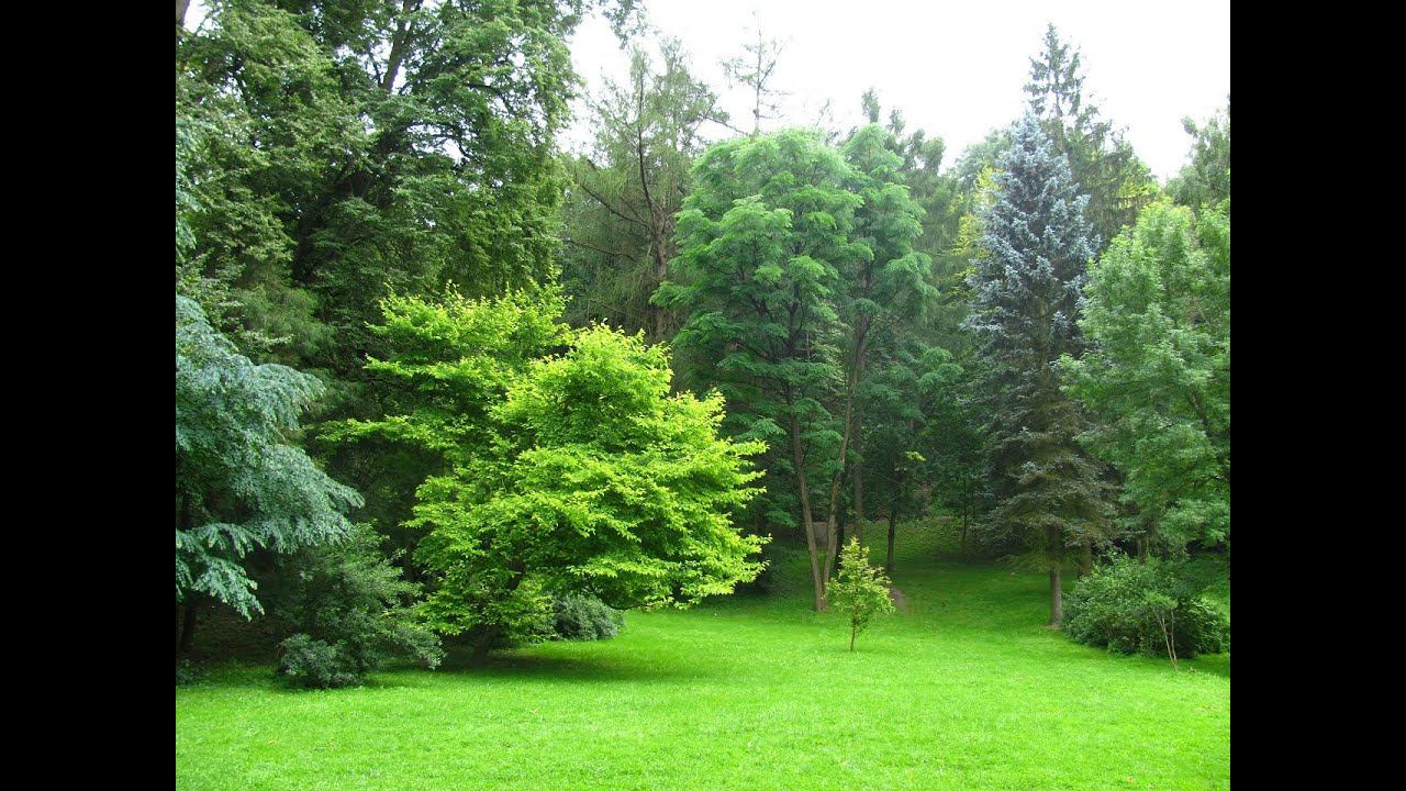 Цапля в парке города