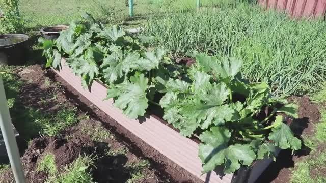 Теплые грядки из ДПК   Урожайные грядки   HA ДАЧЕ ЖИТЬ