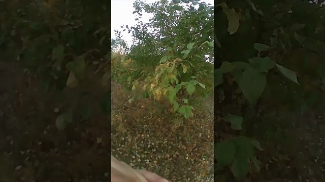 Всей семьёй поехали на рыбалку после работы 🎣