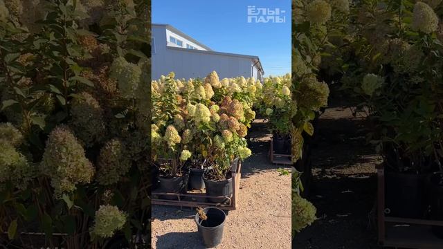 Масштабы впечатляют! Отгружаем гортензии Limelight в контейнере С45