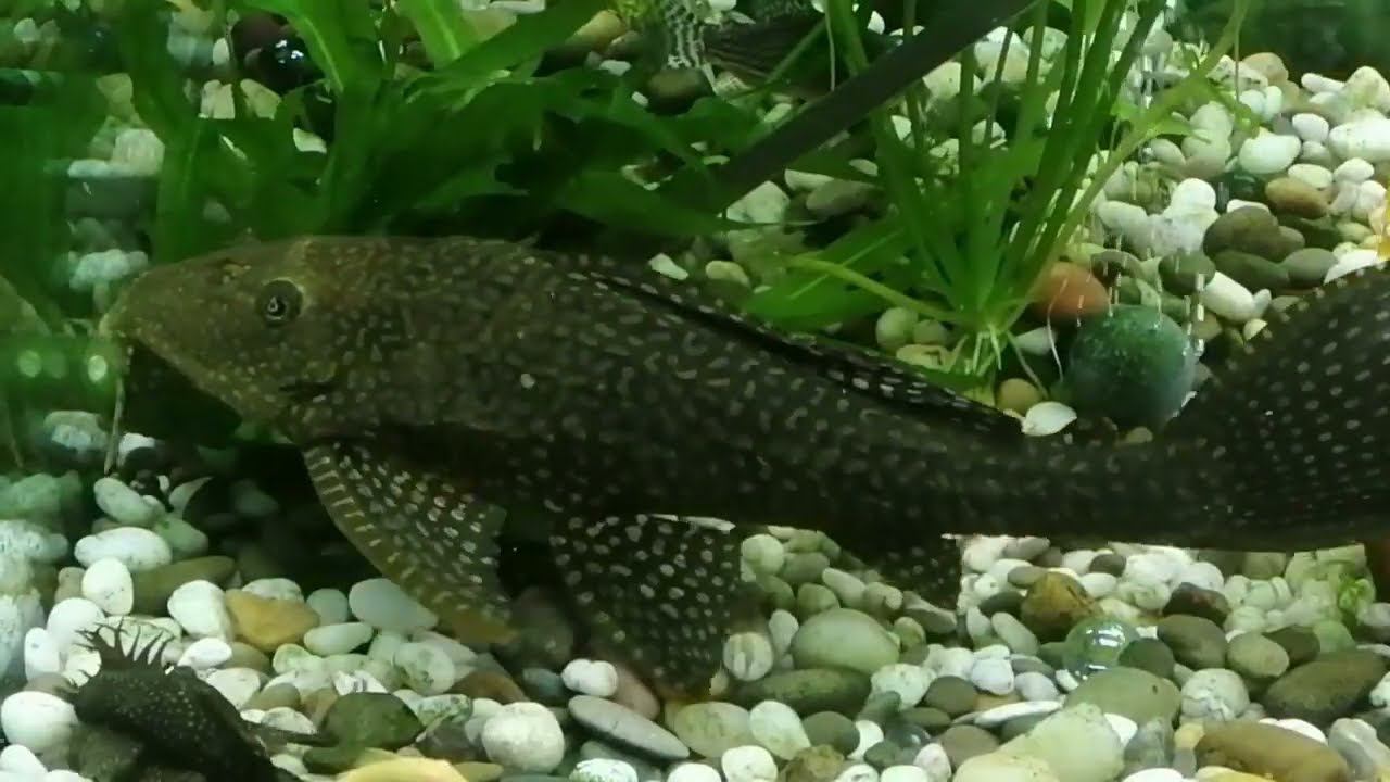 Сомовья радость