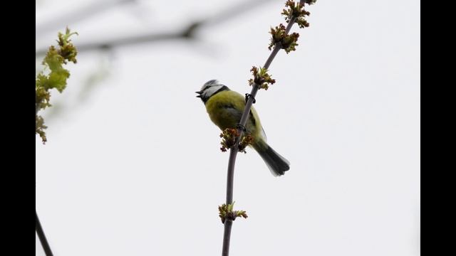 Голос лазоревки