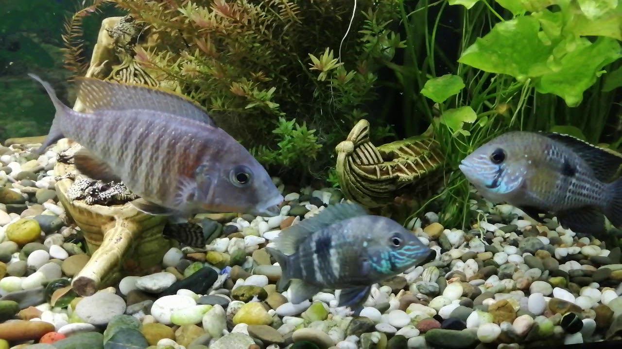 Семейные разборки цихлид