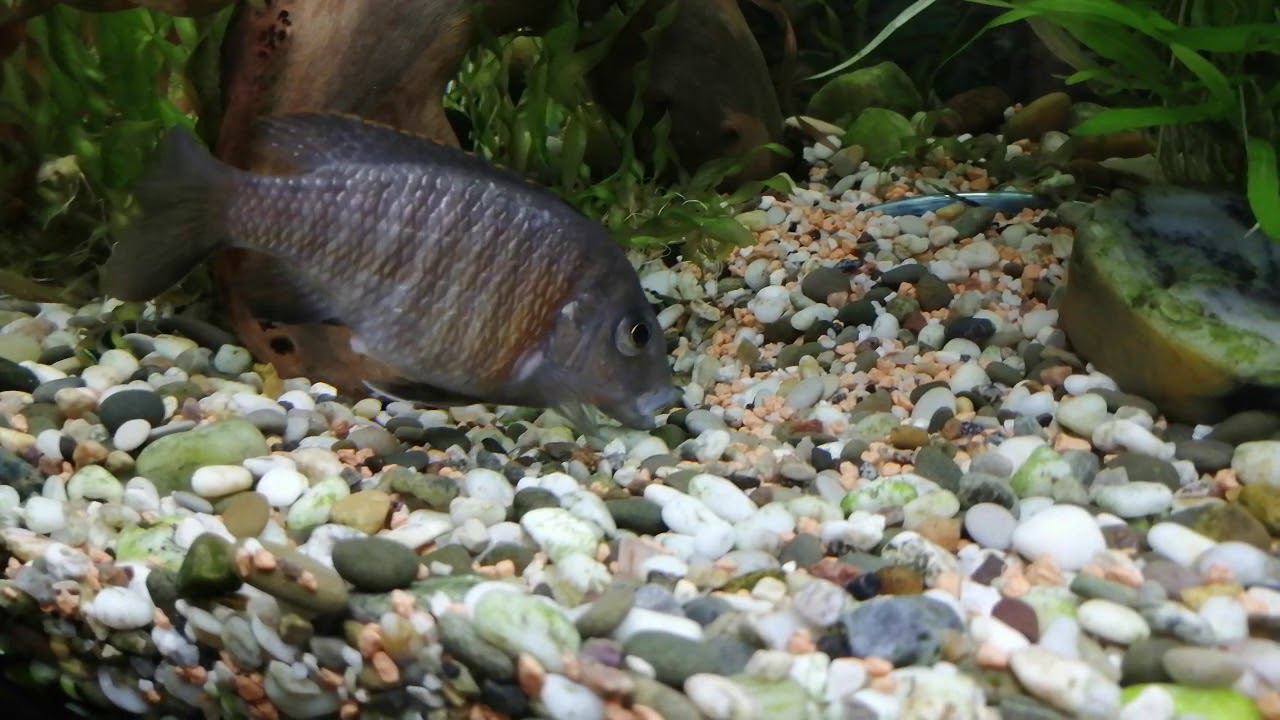 Строительство замка для подруги