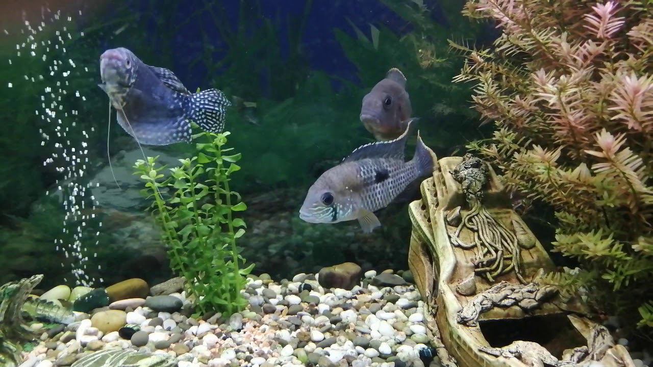 Битва титанов