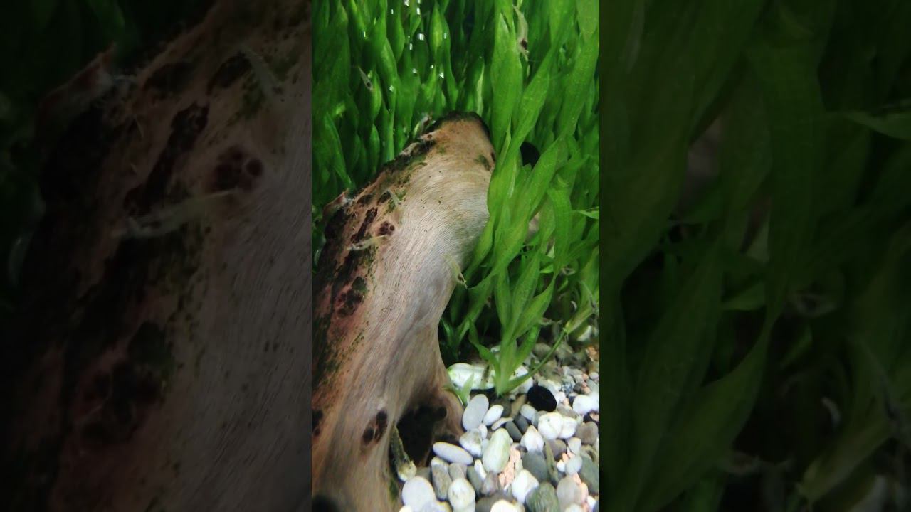 креветки на каряге