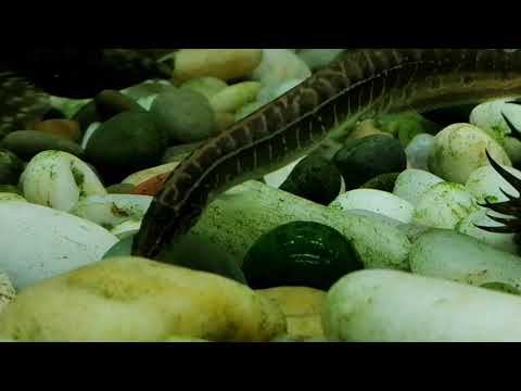 МАКРОГНАТУС