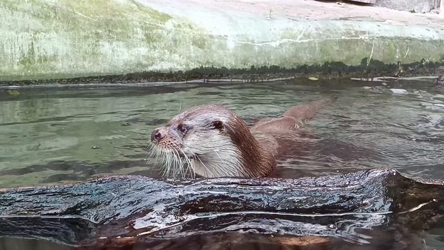 Прогулка по Московскому зоопарку.