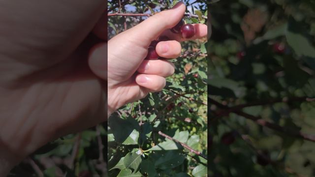 Любителям вишни и летнего настроения посвящается ｜ Лето 2023 ｜ Мы любим вишню