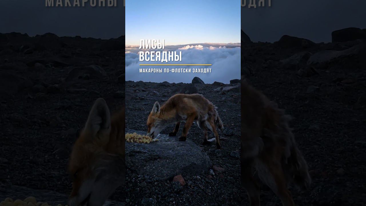 Лиса в лагере альпинистов #восхождение #эльбрус  #природа #поход #животные