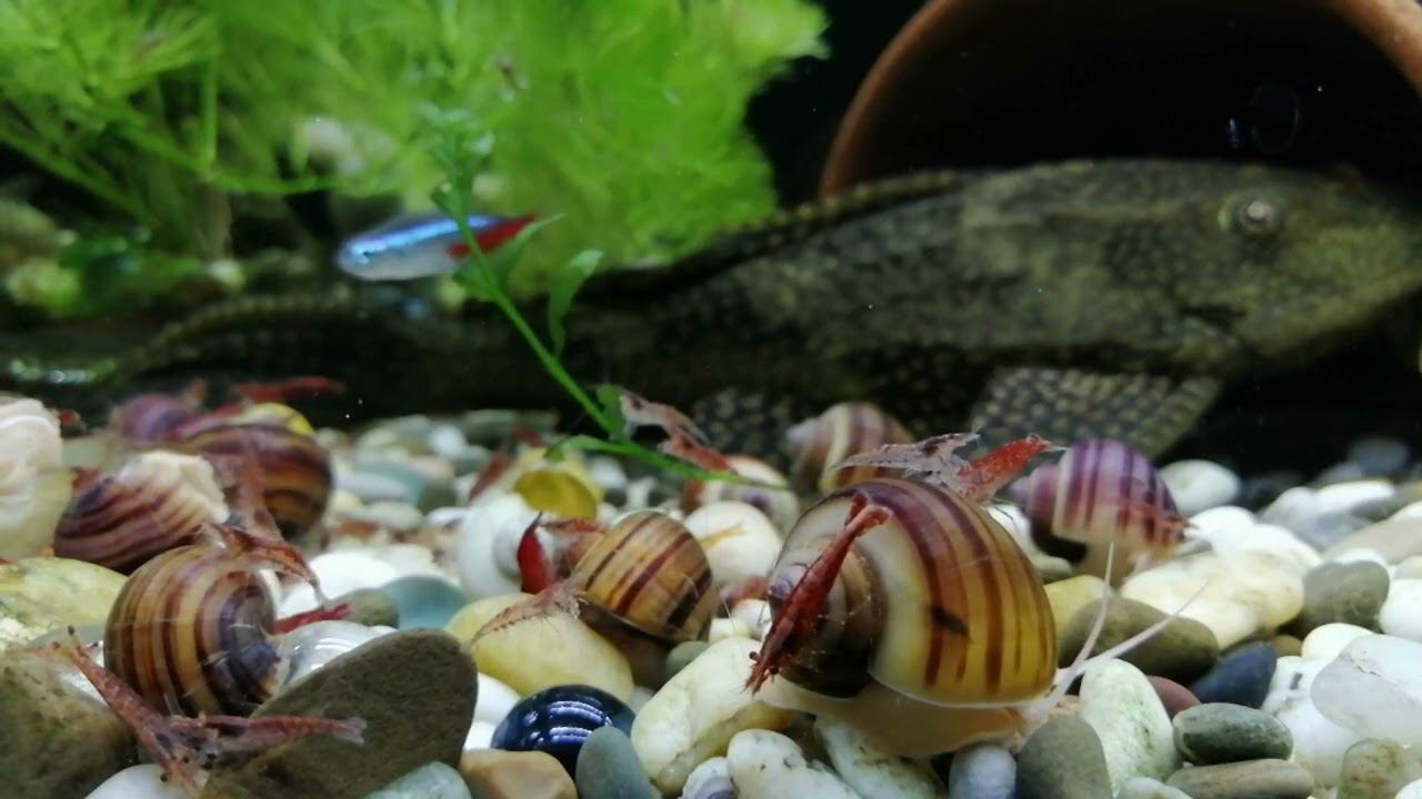 Запуск улиток