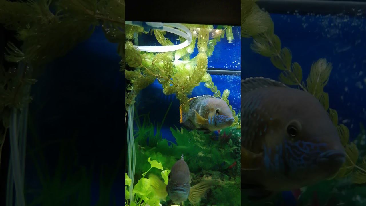 Пробуем снег