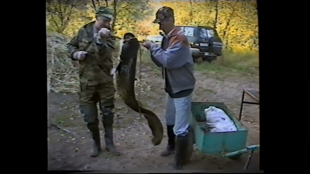 Сом маленький и большой