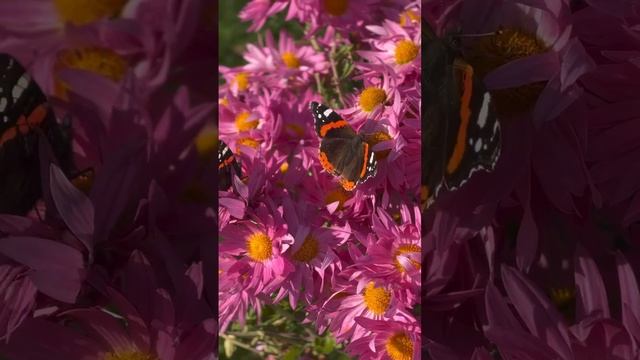 Бабочки на астрах