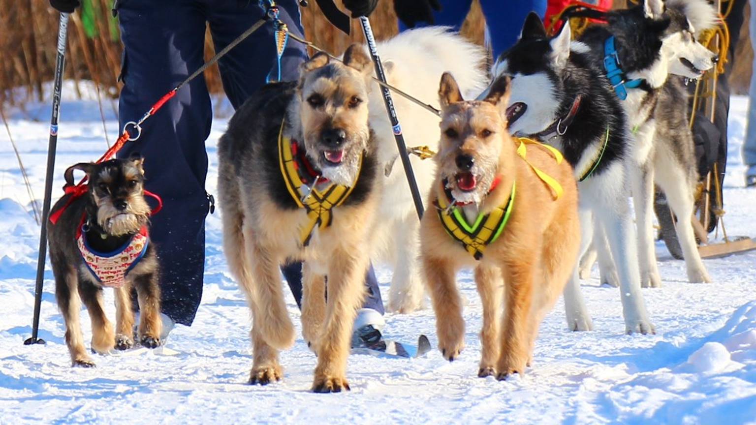Нетрадиционное ездовое собаководство
