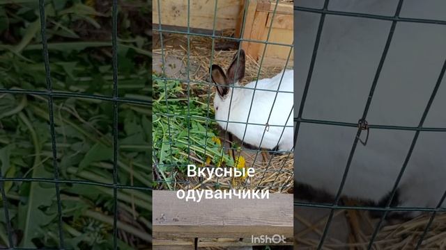 Вкусные одуванчики.