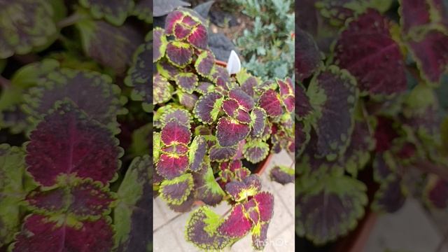 Колеус Бургунди в октябре