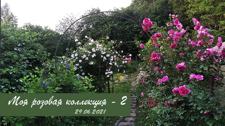 Моя розовая коллекция - 2 | Vlog дача как есть  хроника  29.06.2021