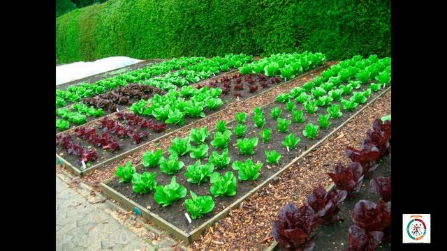 Как сформировать плодородную почву на участке. Делюсь опытом.#топыкатегорий.