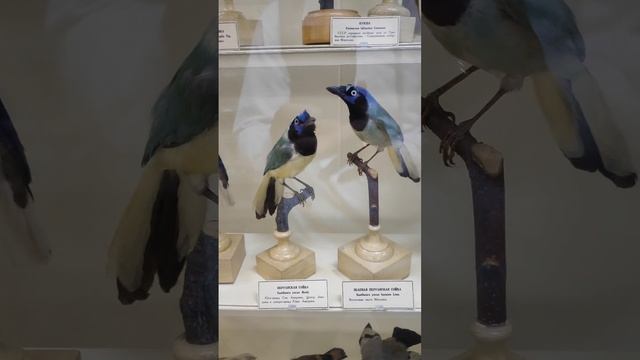 Зоологический музей ЗИН РАН Санкт Петербург. #музей #Санкт_петербург #зин_ран #путешествие #питер