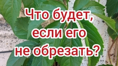 Минусы девичьего винограда