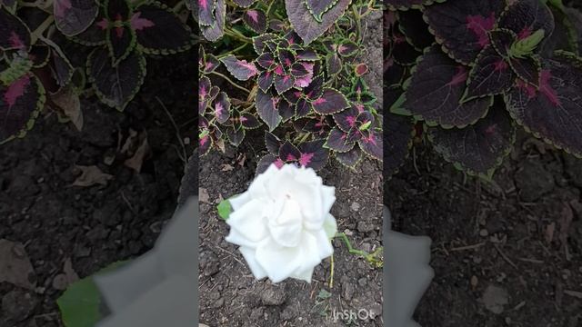 Розы и колеусы