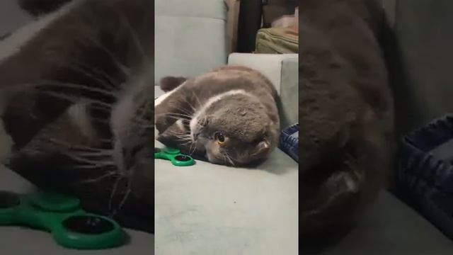 Милый, чудесный Марсик