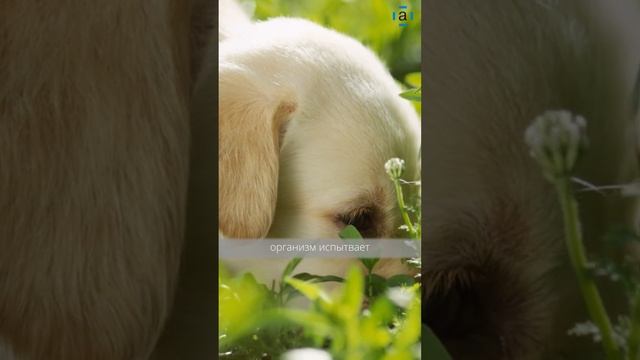 Зачем животные едят траву?