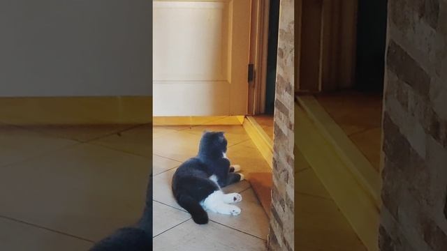 Марсюша в засаде на муху