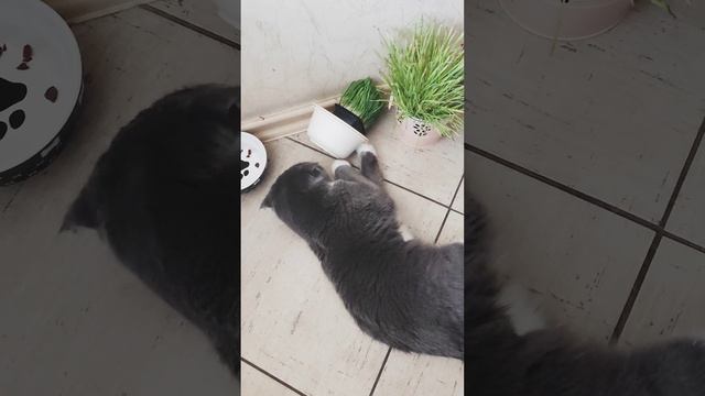 Марсюша рад травке ❤