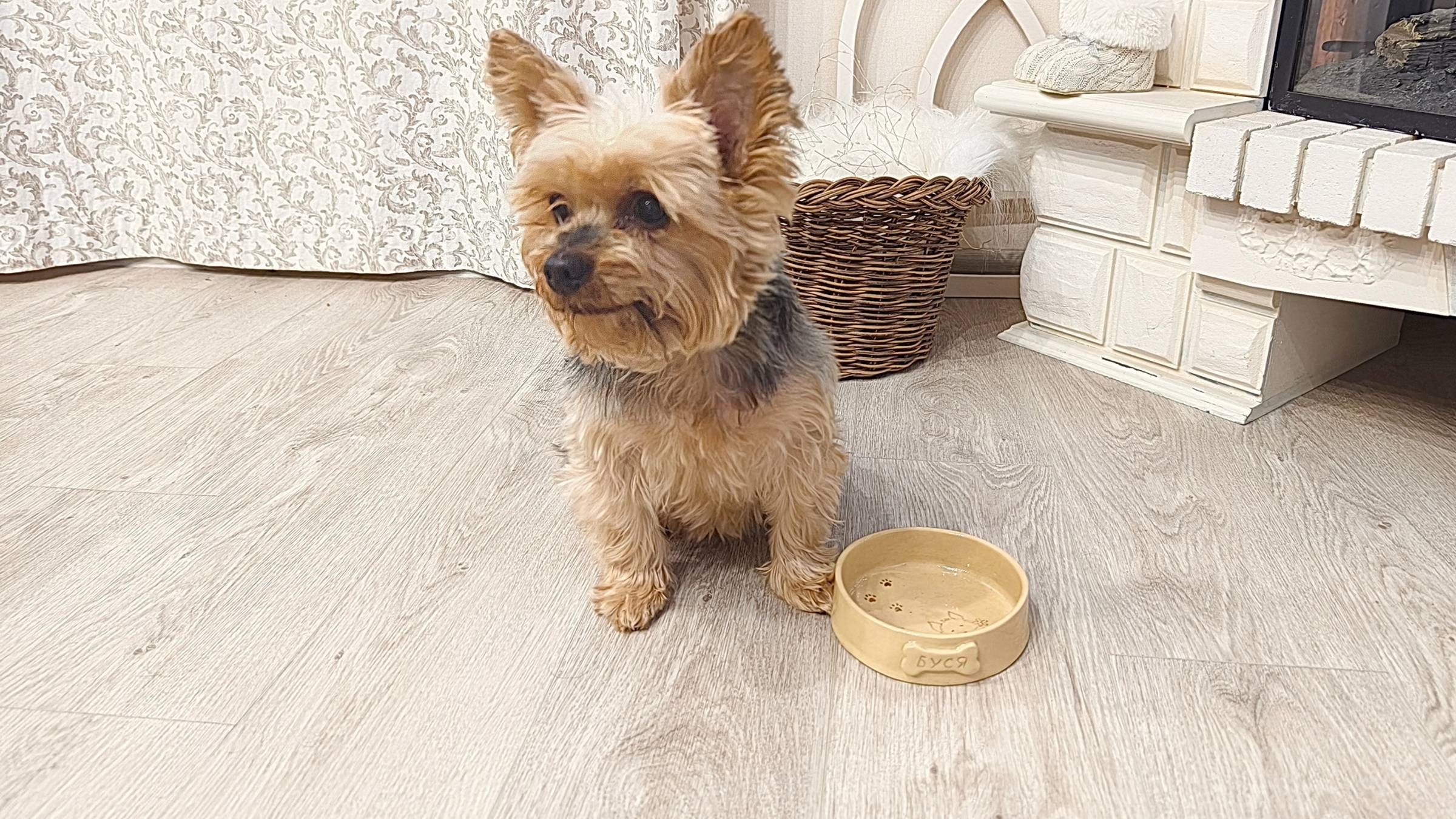 Ceramics for the home / How to make a bowl for a dog /The dog bowl / Миска для собаки