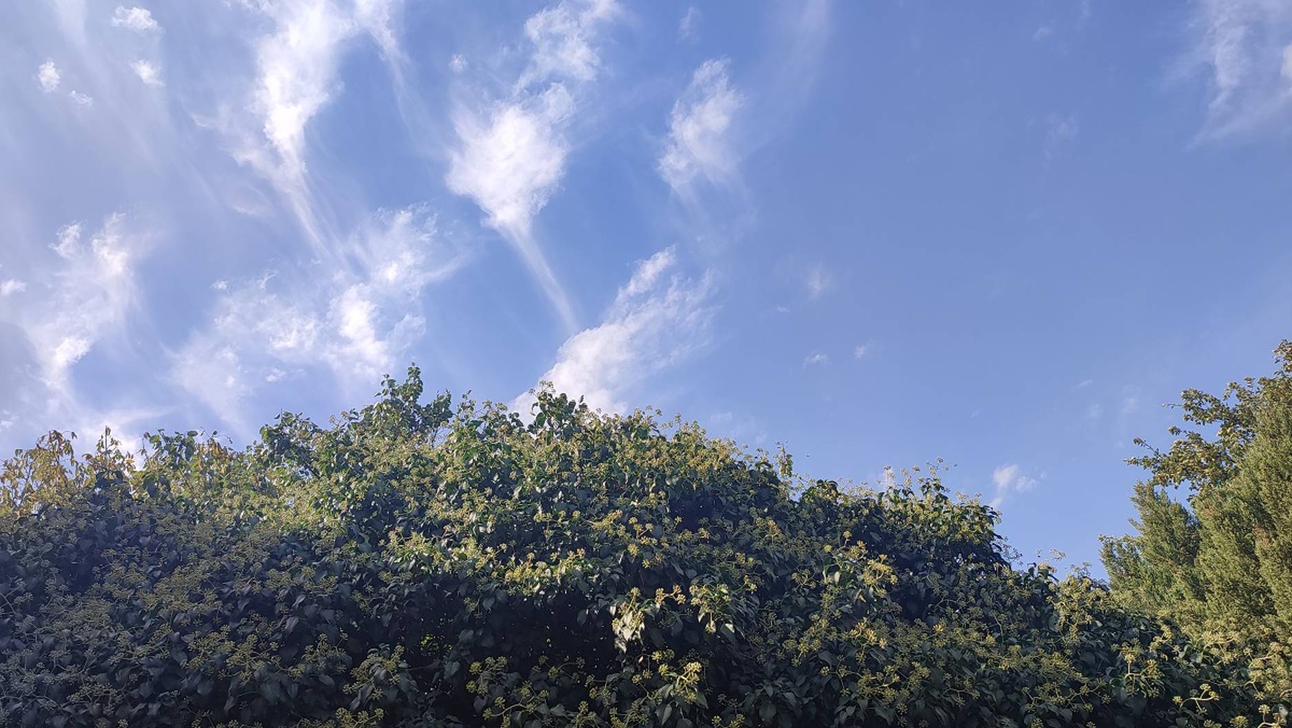 Плющ . Осенняя мистерия вокруг мистического растения. Прекрасная музыка и пение птиц. Мега релакс .