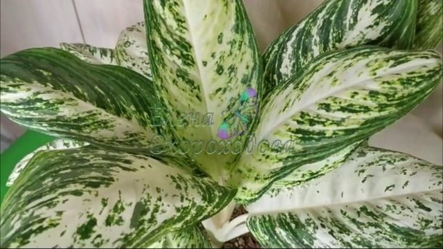 Аглаонема Уайт Пхукет кустище с детками.