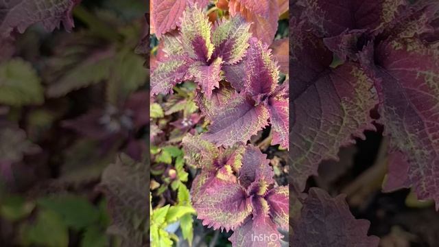 Колеусы в кашпо.