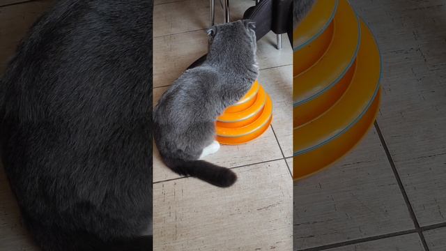 Кот затейник